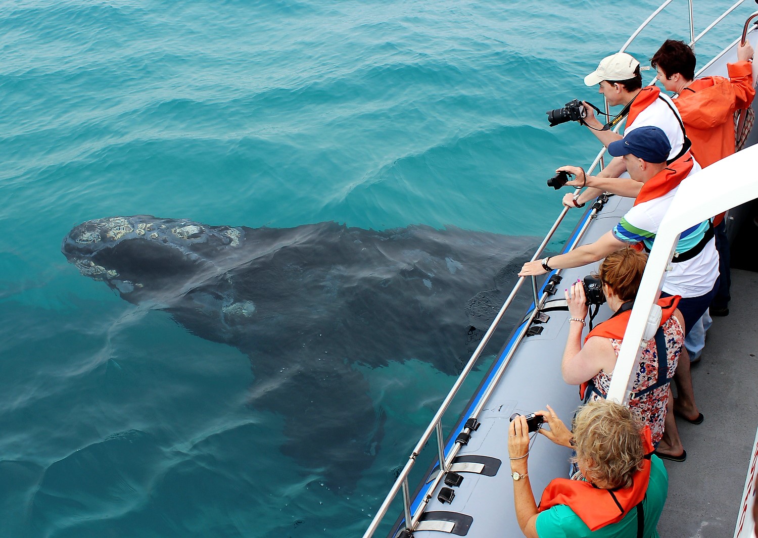 Whale Watching in Cape Town: Best Spots for Winter Sightings | O'Two ...